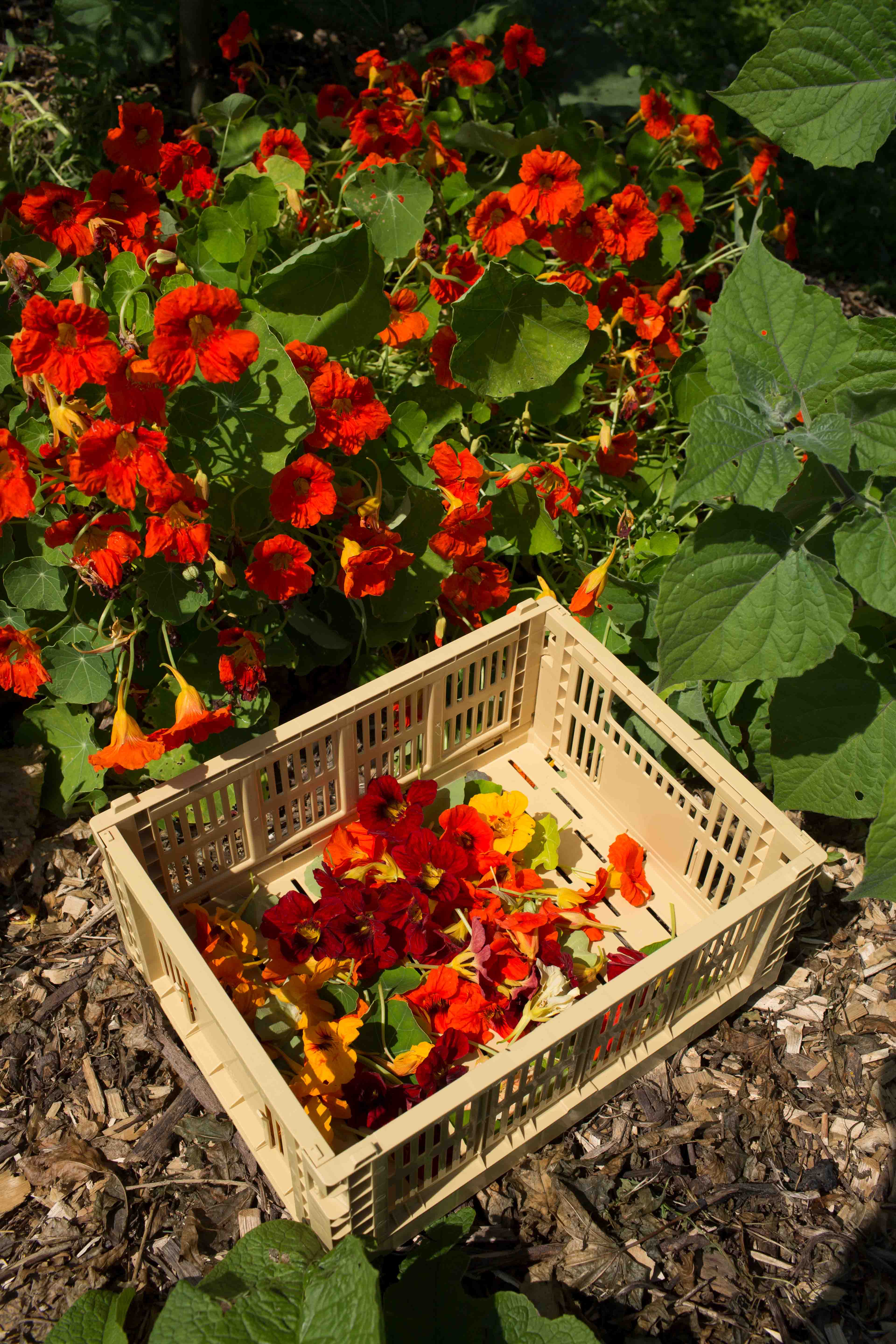 Vasaros rytas Lietuvos kaime